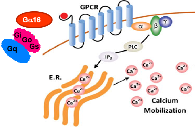 用于GPCR和钙离子通道功能分析的一系列钙指示剂（二） | 西安百萤生物科技有限公司